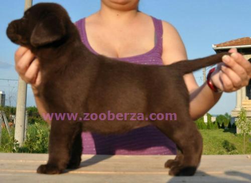 Labrador Retriver