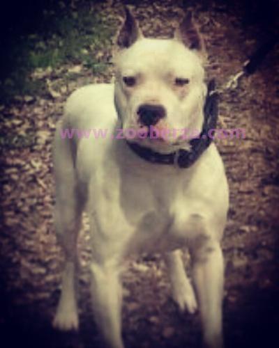 DOGO ARGENTINO muzjak za parenje