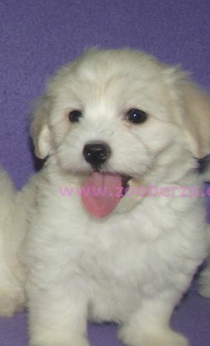 Coton de Tulear  -sampionska legla