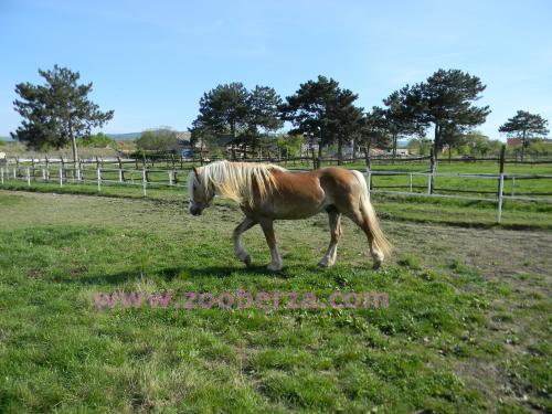 Haflinger na prodaju