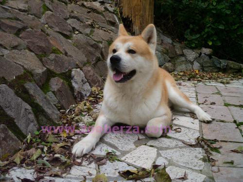 akita inu parenje