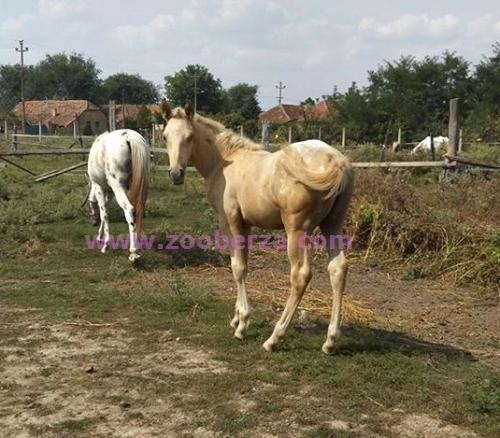 Quarter Appaloosa zdrebe Isabell boje