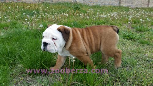 Engleski Bulldog