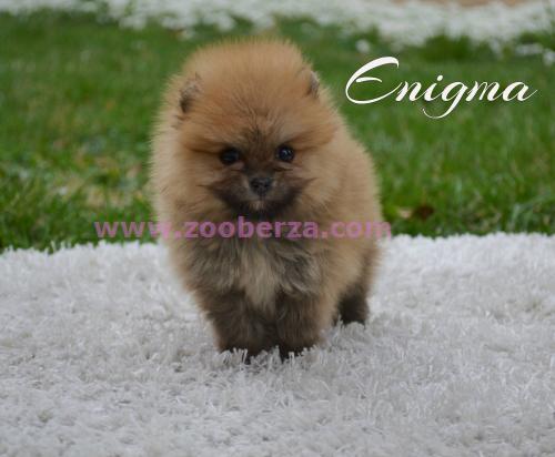 Pomeranac