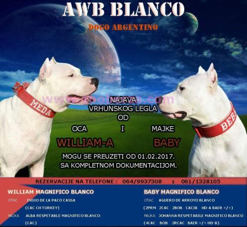 Vrhunsko štene Dogo Argentino