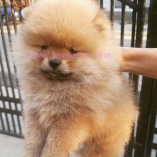 Pomeranac  Boo