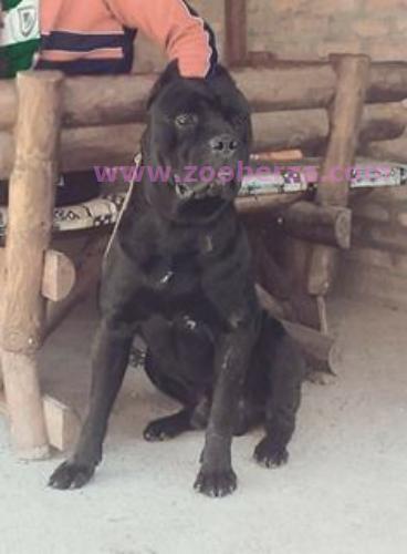 CANE CORSO MUZJAK ZA PARENJE