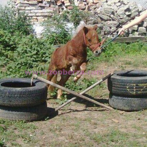 Poni pastuv na prodaju