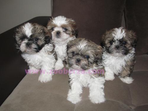 Ši-Cu (Shih-Tzu)