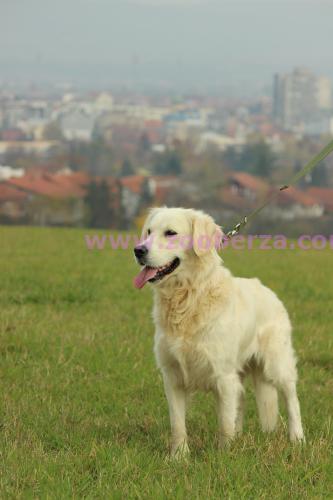 Mužjak zlatnog retrivera za parenje