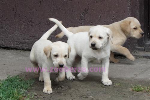 prodajem stenad labrador retrivera