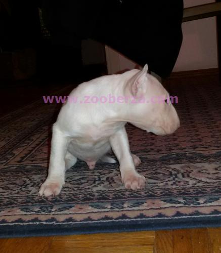 Bull Terrier