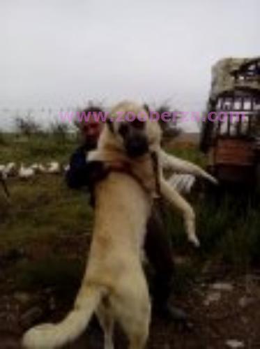 TURSKI KANGAL