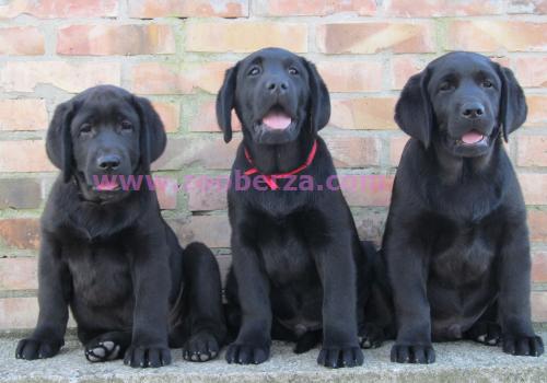 Izuzetna stenad Labrador retrivera.