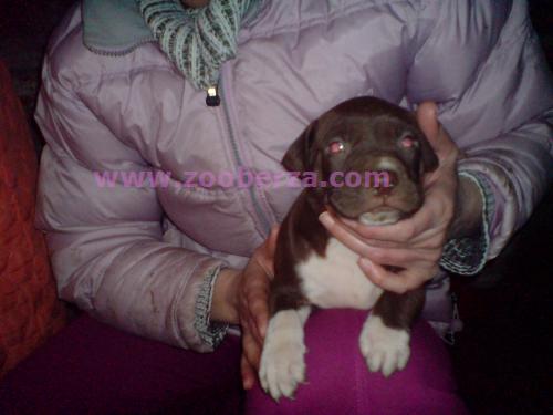 Pit bull red nose stenci odlicnog porekla