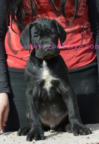 Cane Corso muzjak