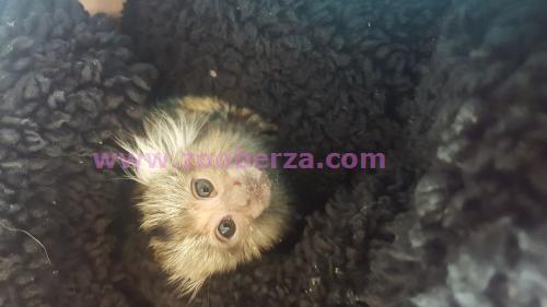 Majmun marmoset