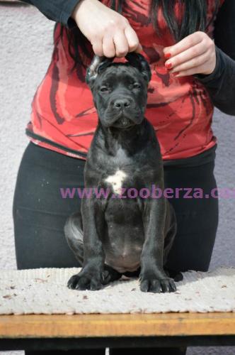 Cane Corso zenka