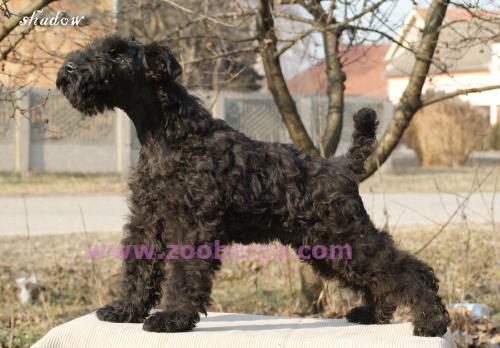 Kerry Blue Terrier