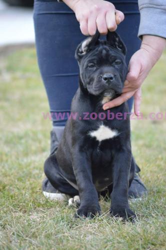 Cane Corso stenad