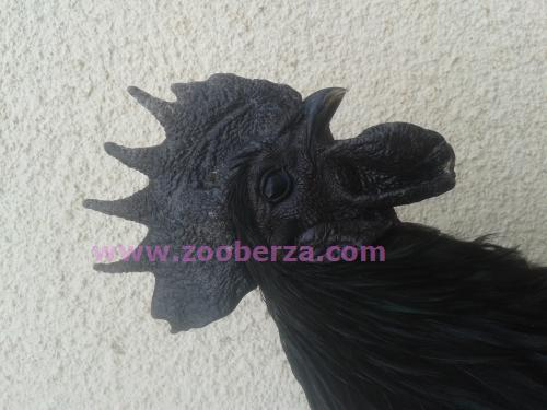 Ayam Cemani