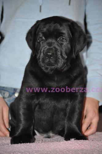 Labrador Retriver stenad