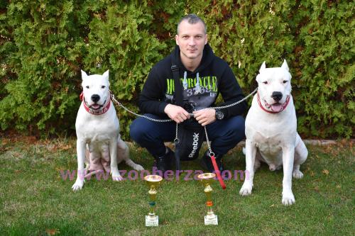 Dogo argentino