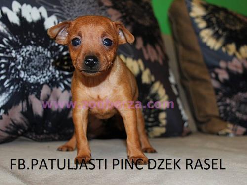 patuljasti pinc DOSTAVA