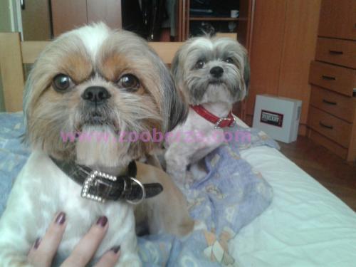 Shih tzu (Si cu) stenad na prodaju