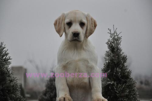 Labrador Retriver