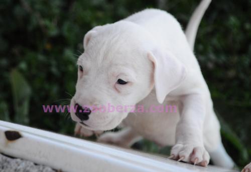 Dogo Argentino