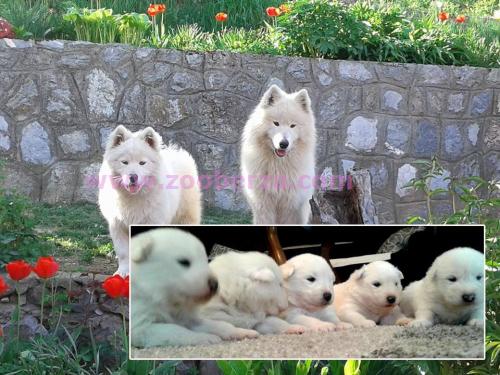 Sibirski samojed