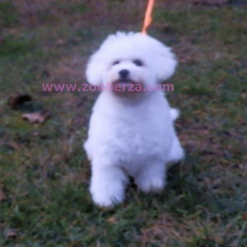 Bichon Frise