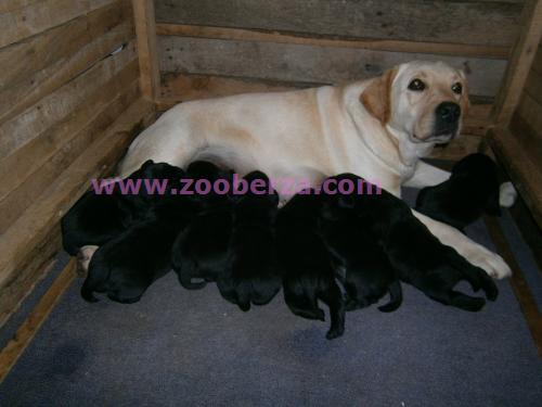 Labrador retriver stenci