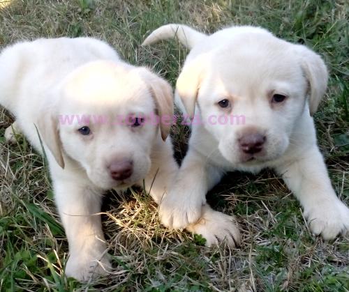 LABRADORI 2 muška šteneta KREM/ŽUTE boje