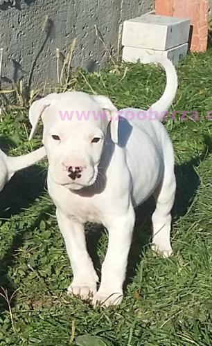 Dogo Argentino stenci