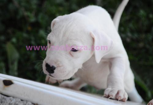 Dogo Argentino