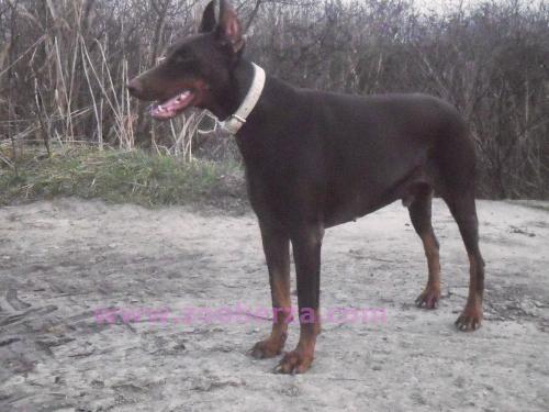 Doberman za parenje