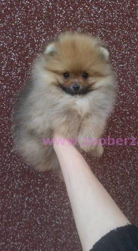 Pomeranac  Boo