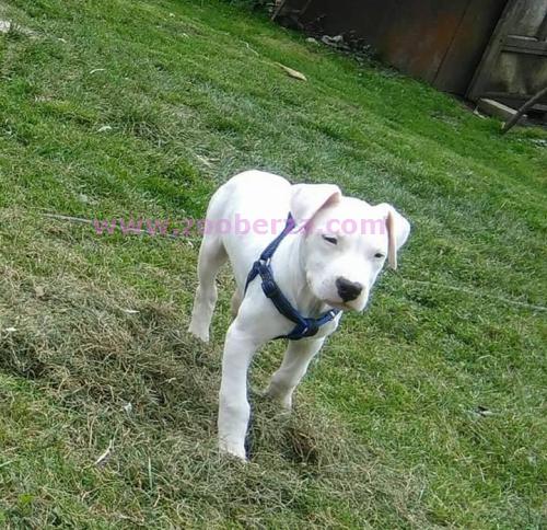 Dogo Argentino