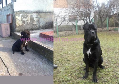 Cane Corso mužijak slobodan za parenje