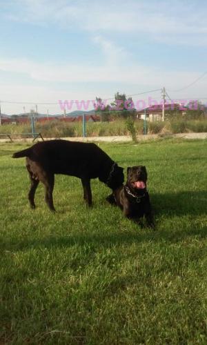 cane corso