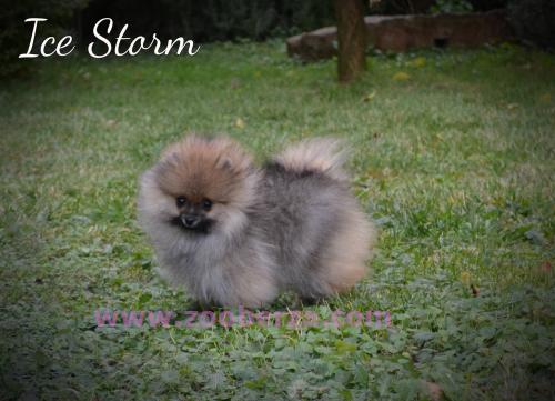 POMERANAC MUSKO STENE 3,5 MESECA