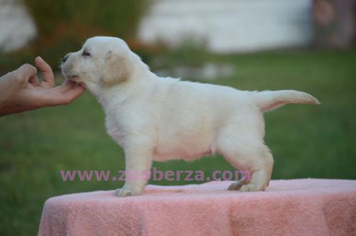 Labrador retriver muska i zenska stenad