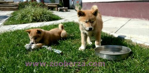 Akita Inu, veliki japanski pas