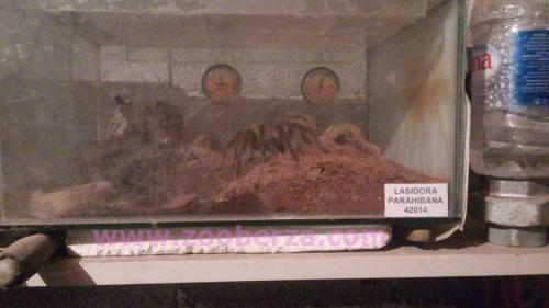 4 tarantule