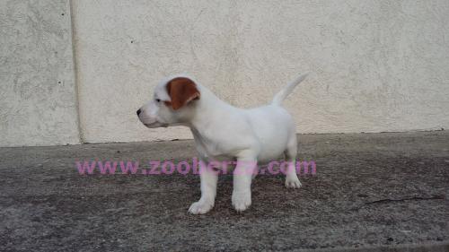 Jack Russell Terrier