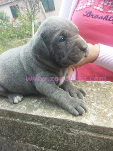 Stenci cane corso na prodaju