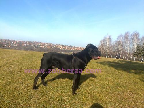 Cane Corso mužijak slobodan za parenje