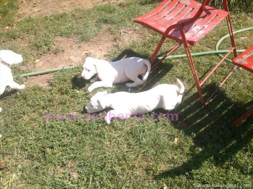 Dogo Argentino